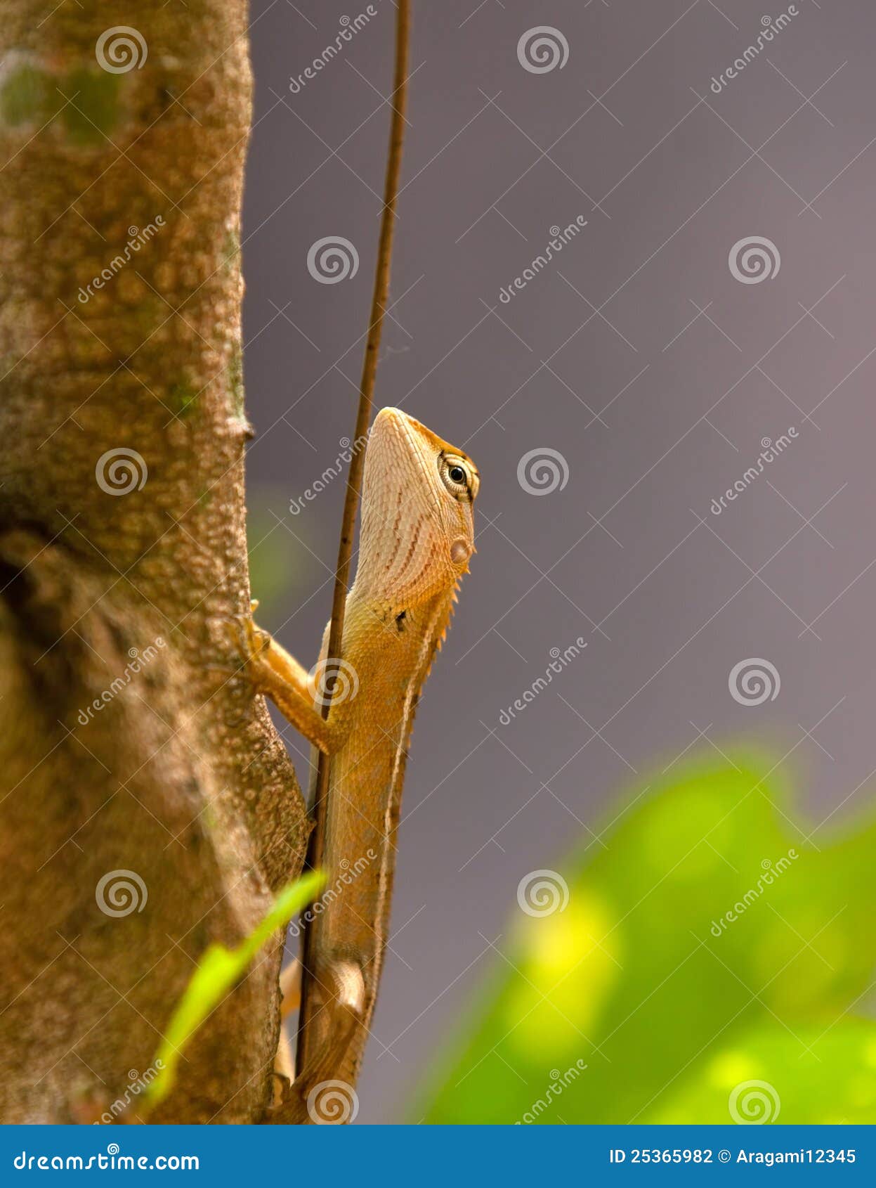 Lizard Sitting on the Tree Branch Stock Photo - Image of dragon, palm ...
