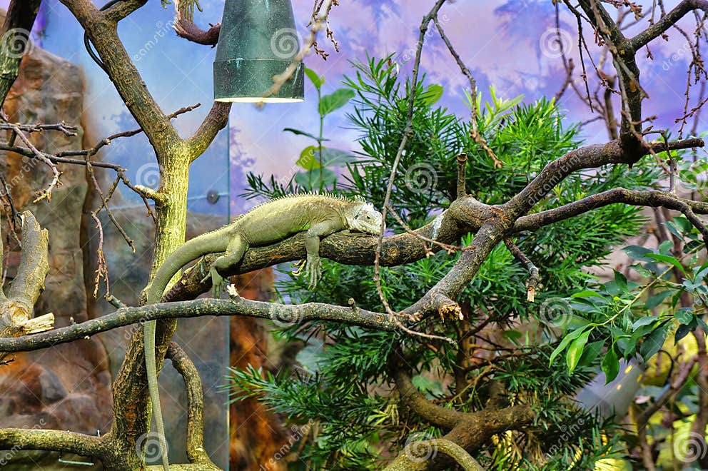 Lizard stock image. Image of dragoon, feature, dragon - 44962763