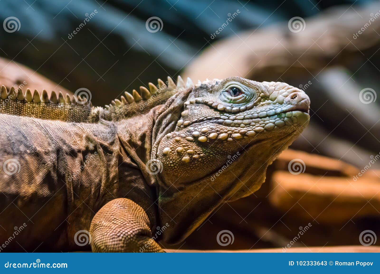 Lizard Sitting on the Tree Close Stock Image - Image of close, fauna ...