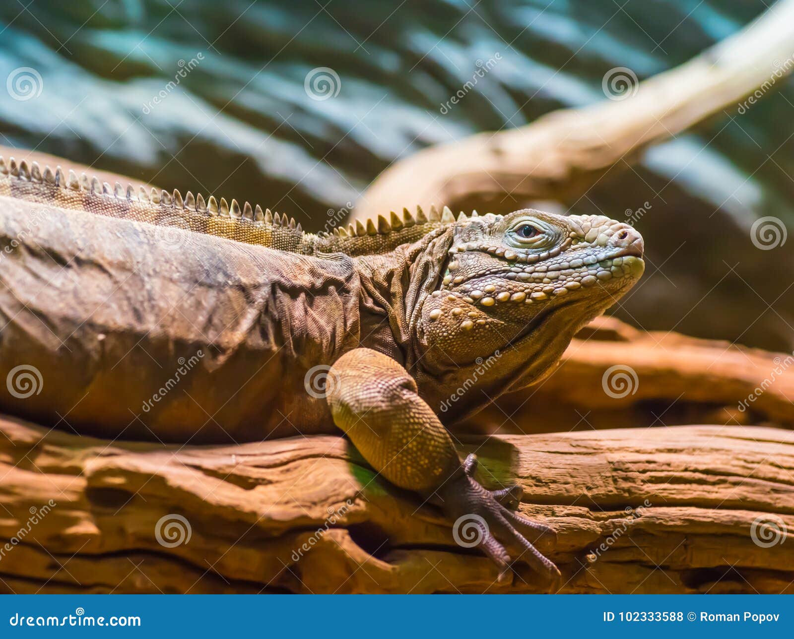 Lizard sitting on the tree stock photo. Image of predator - 102333588