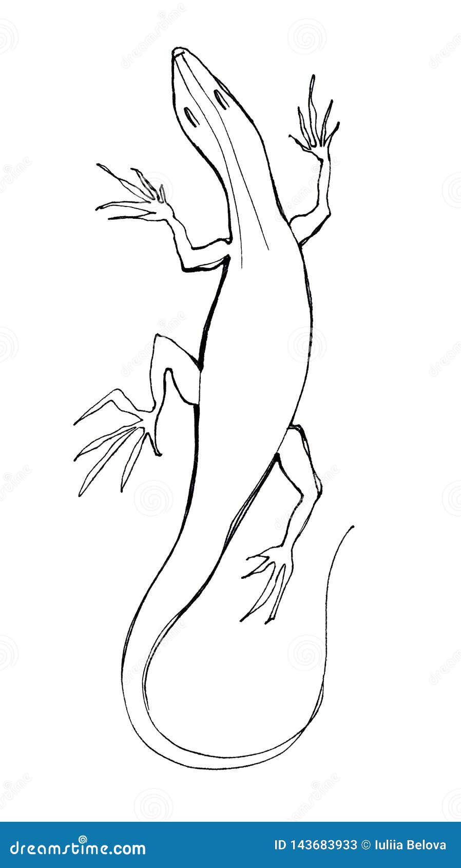Lizard. Sketch. Graphic Drawing with a Pen. Ink Stock Illustration ...