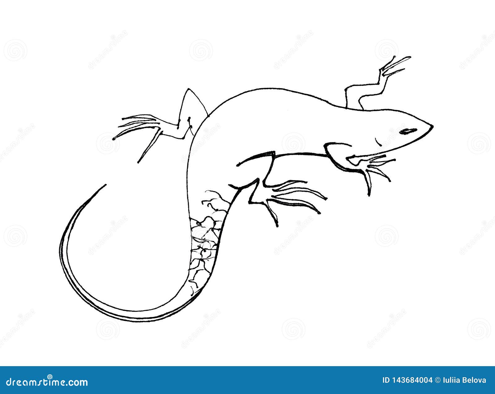 Lizard. Sketch. Graphic Drawing with a Pen. Ink Stock Illustration ...