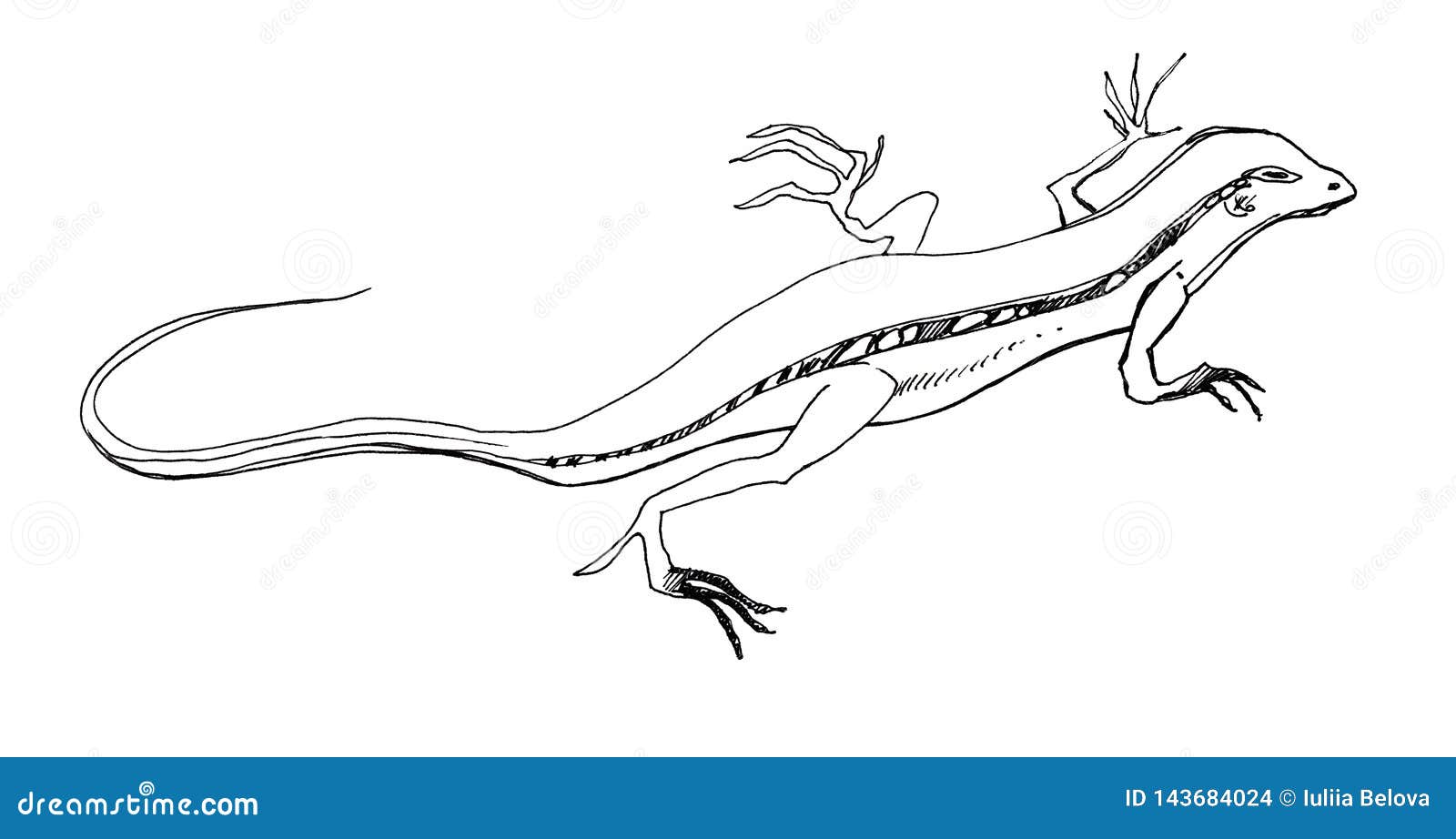 Lizard. Sketch. Graphic Drawing With A Pen. Ink. Isolated On White ...