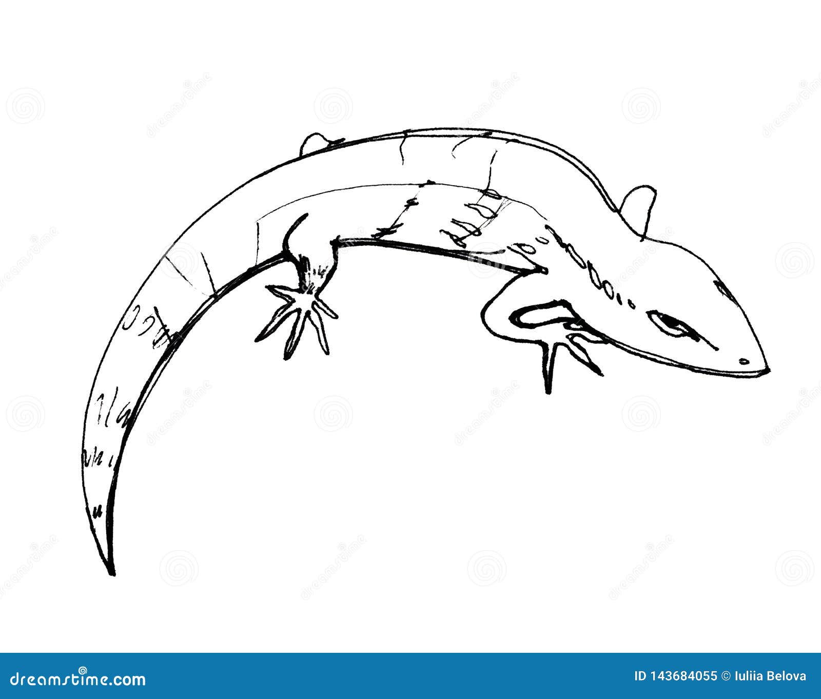 Lizard. Sketch. Graphic Drawing With A Pen. Ink. Isolated On White ...