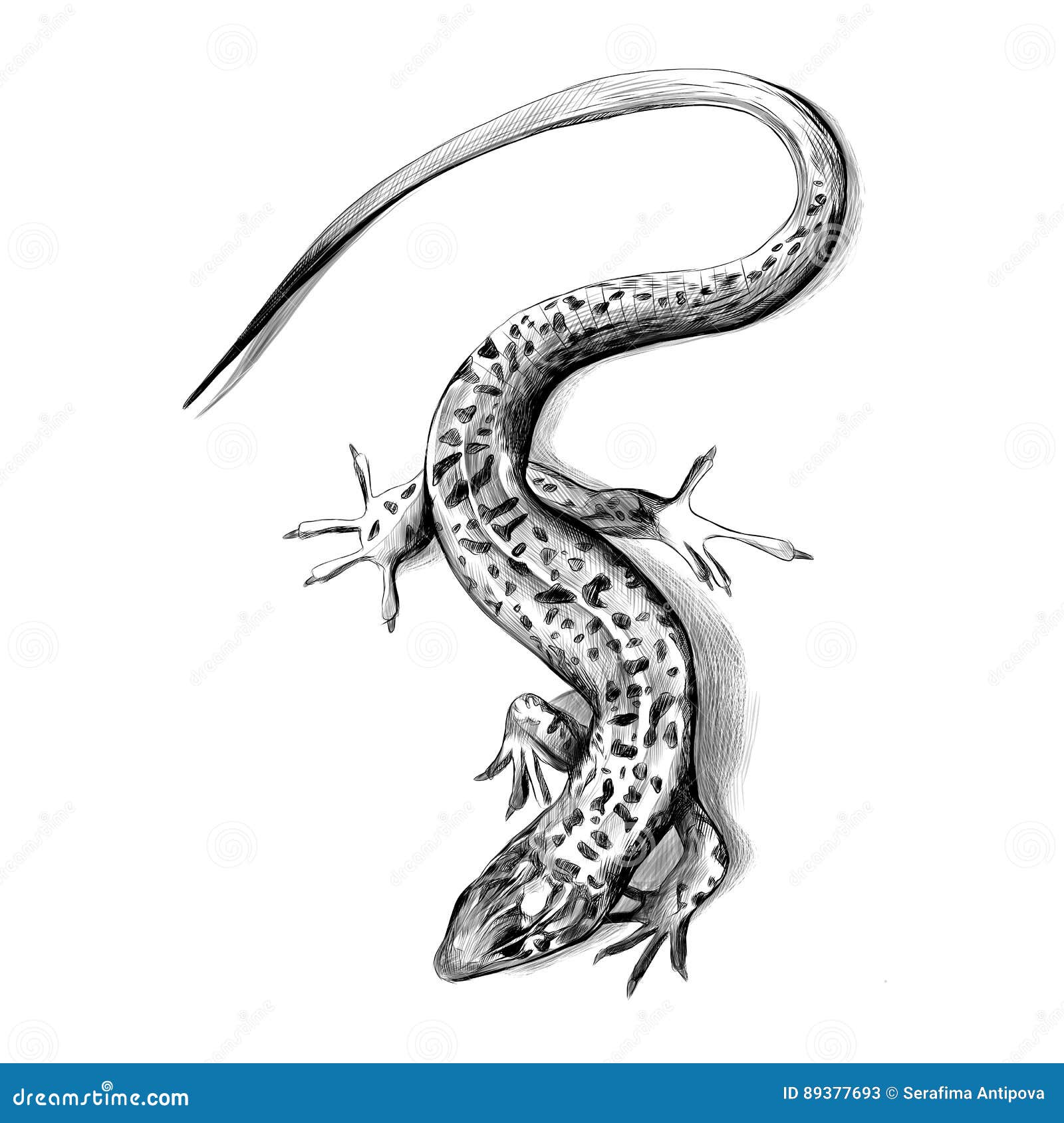 Lizard sketch stock illustration. Illustration of monochrome - 89377693