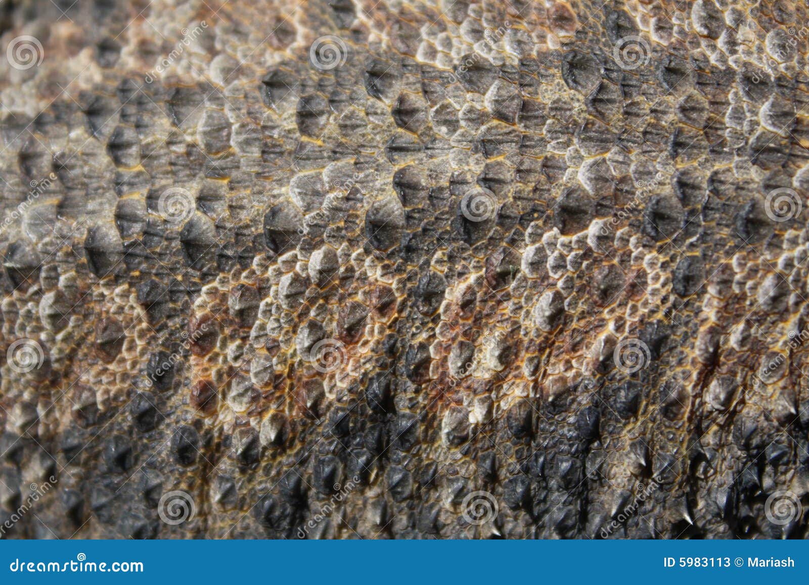 Lizard Skin stock image. Image of reptile, detail, scales - 5983113