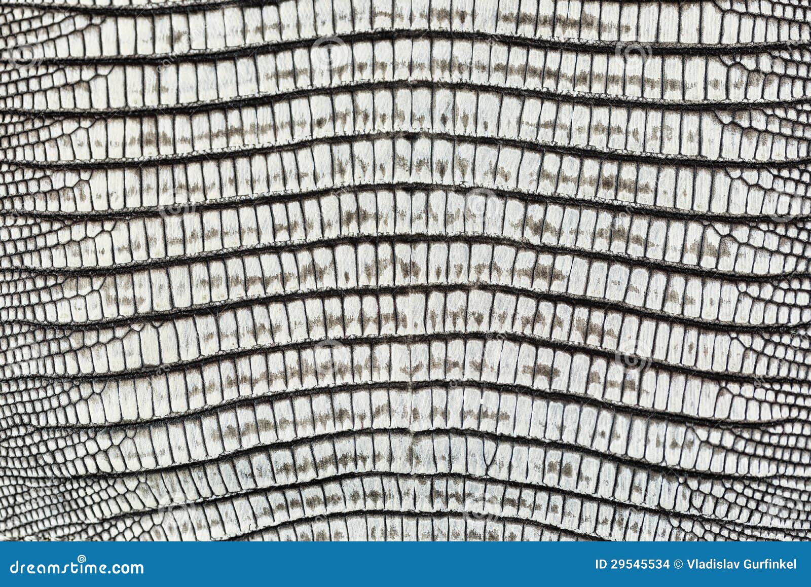 Lizard skin pattern stock photo. Image of closeup, design - 29545534