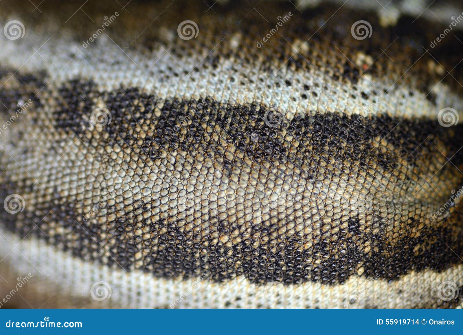Lizard skin texture stock photo. Image of abstract, fauna - 55919714