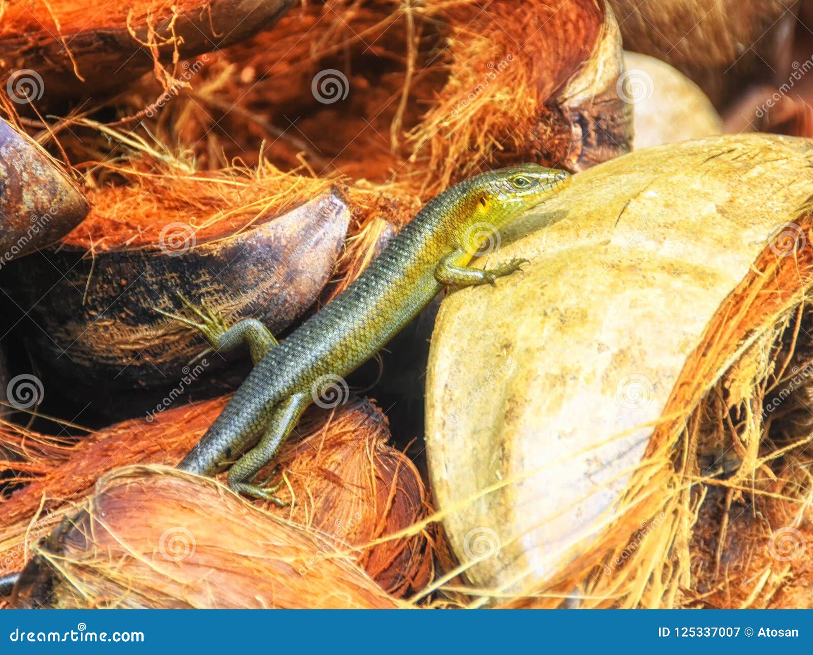 Lizard Skink & X28;Tiliqua Scincoides& X29;. Stock Image - Image of ...