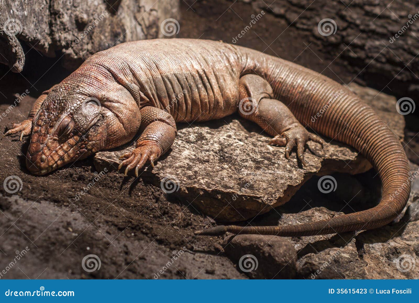 Lizard sleeping stock image. Image of earth, scales, wildlife - 35615423