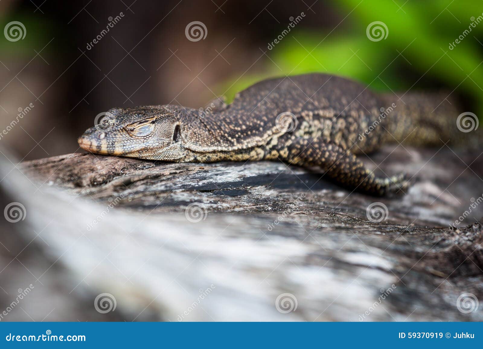Lizard sleeping on log stock image. Image of nature, asia - 59370919