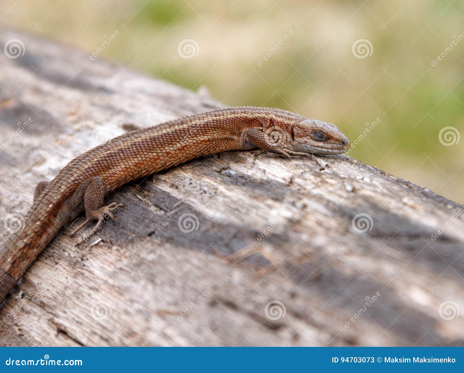 Lizard Sleeping on Old Log in Nature Stock Image - Image of outside ...