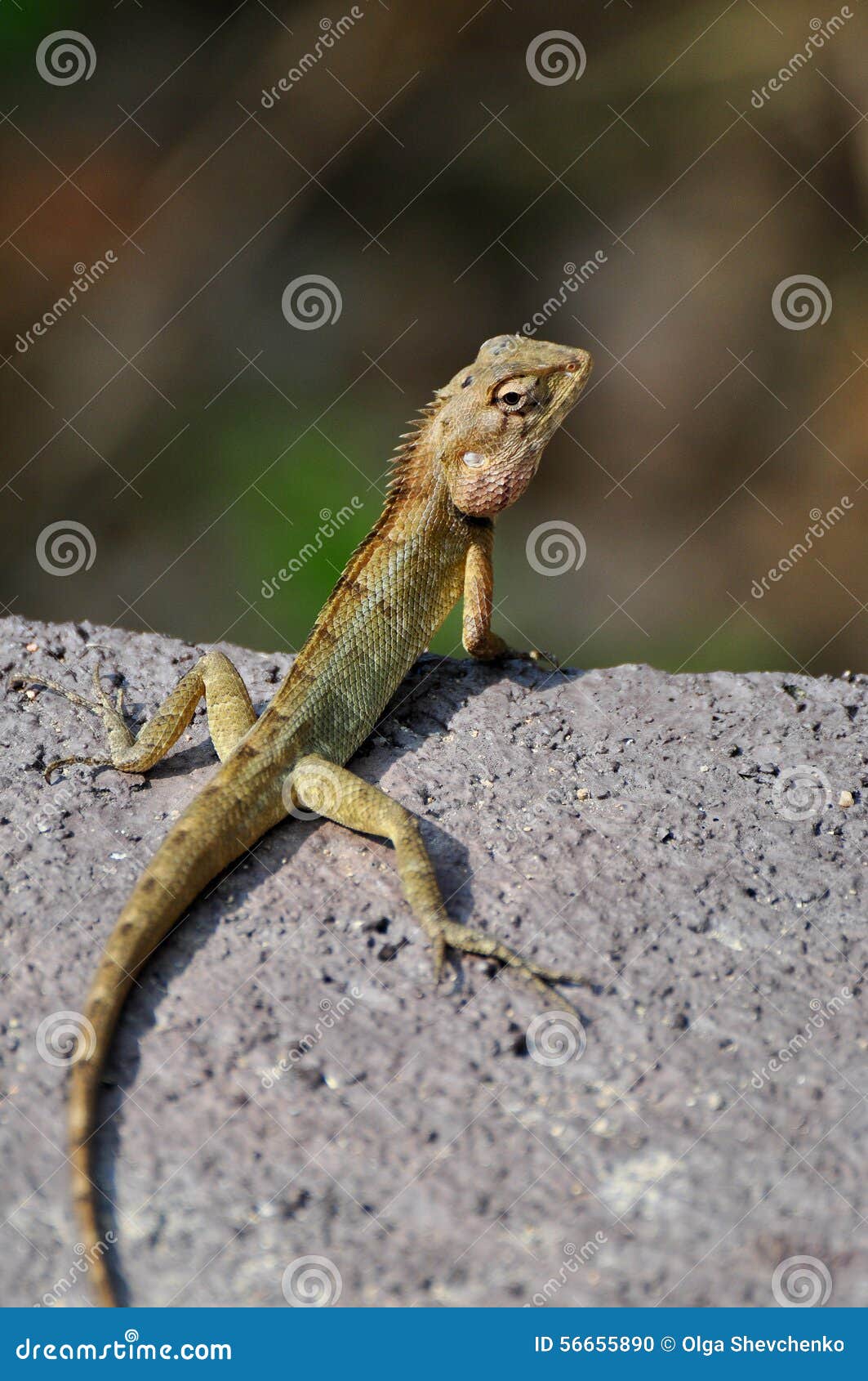 Lizard slithers on stone stock photo. Image of biology - 56655890