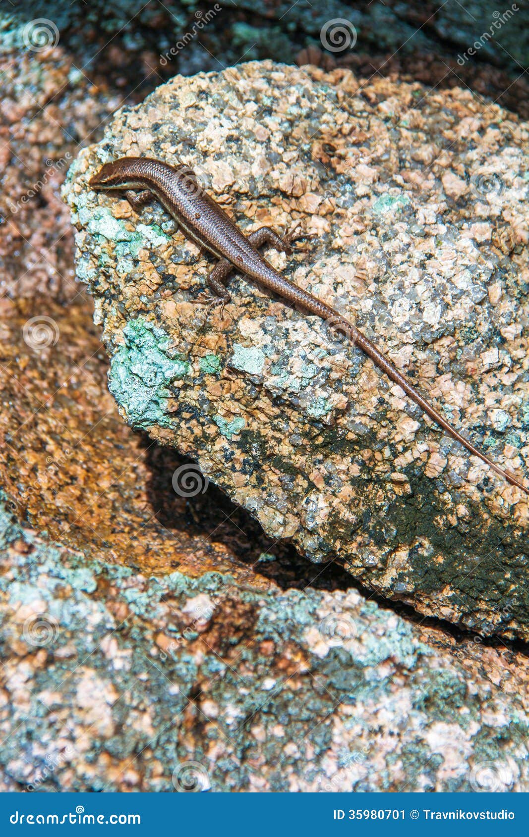 Lizard on the Smooth Stones of Seychelles Stock Image - Image of gecko ...