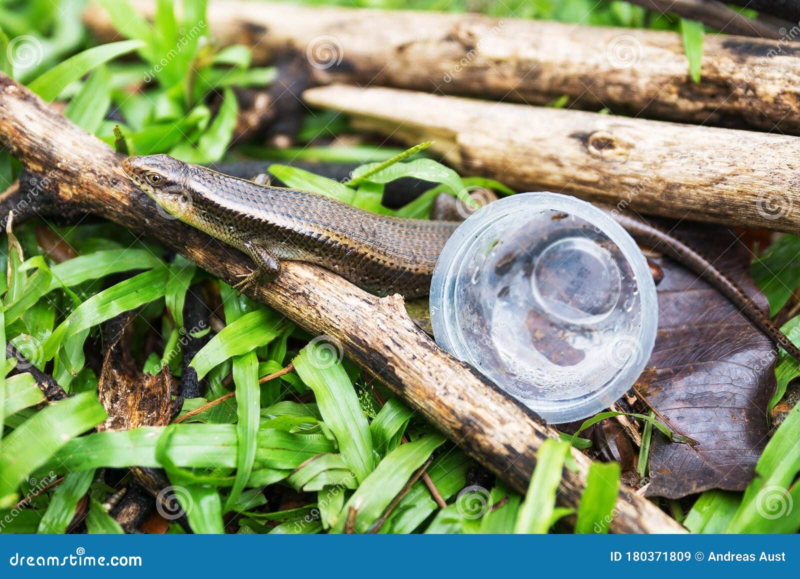 Lizard Sneaking Out of Trash Stock Image - Image of animal, sneaky ...