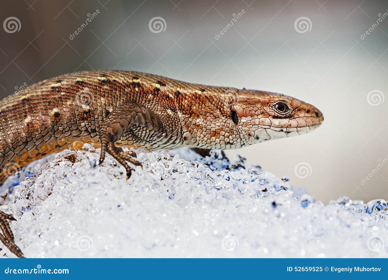 The Lizard in the Snow (lat. Lacerta Agilis) Stock Image - Image of ...
