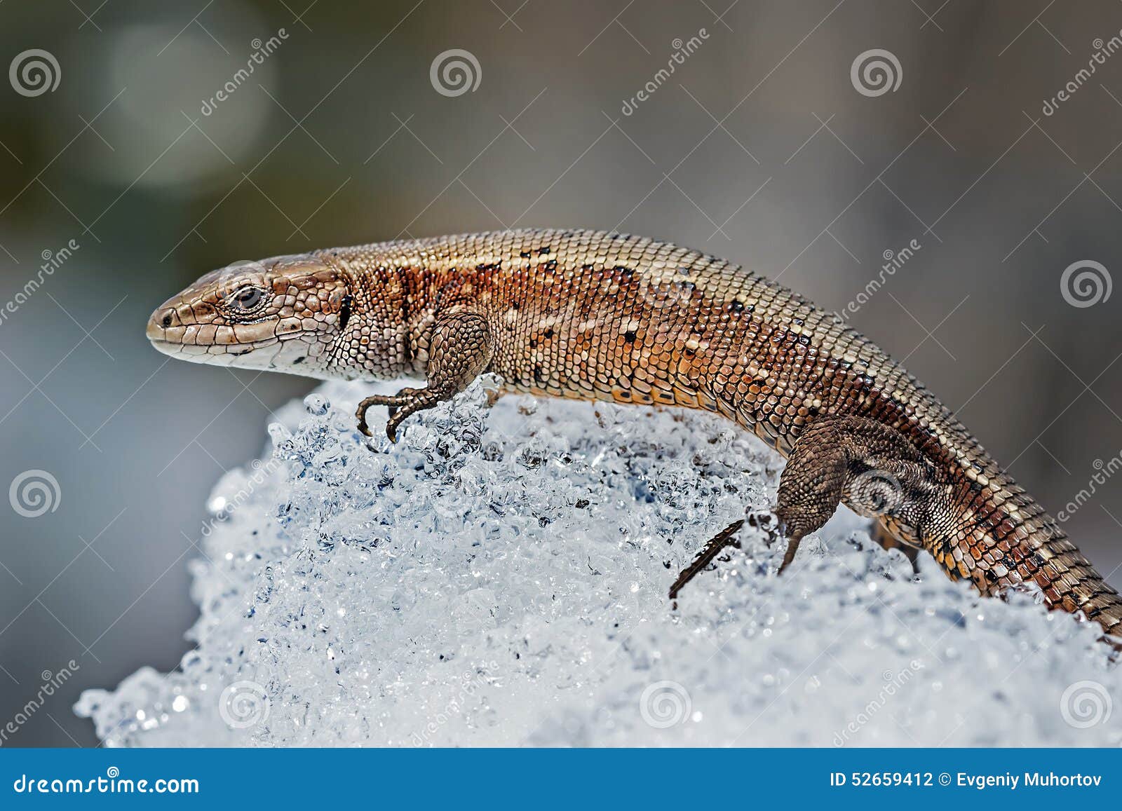 The Lizard in the Snow (lat. Lacerta Agilis) Stock Photo - Image of ...