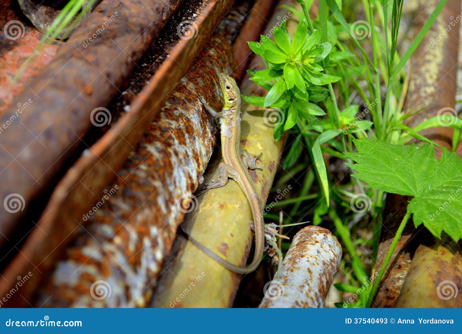 Lizard in the spring stock image. Image of seasonal, female - 37540493