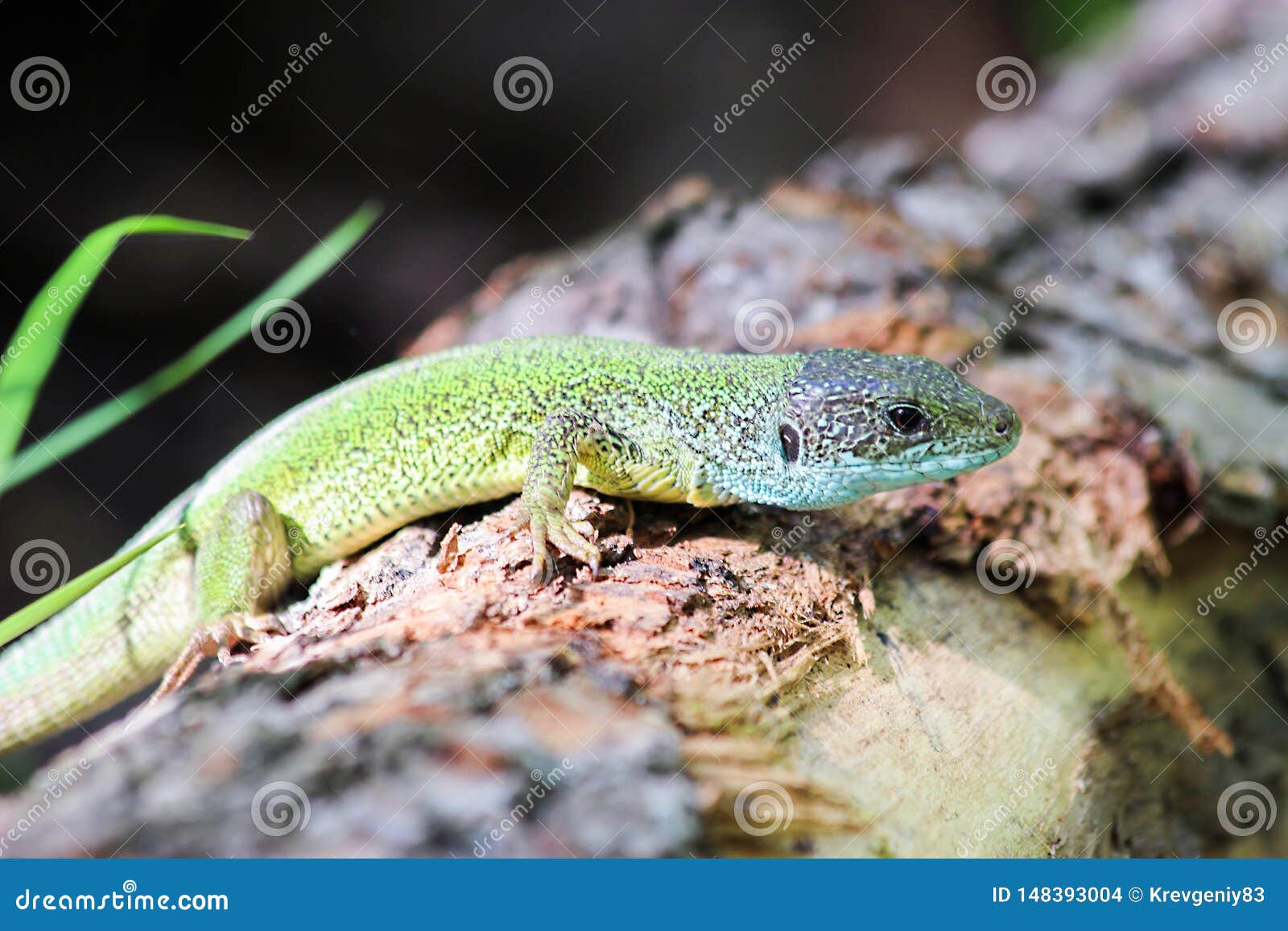 Lizard in the Spring Forest on a Log Stock Photo - Image of iguana ...