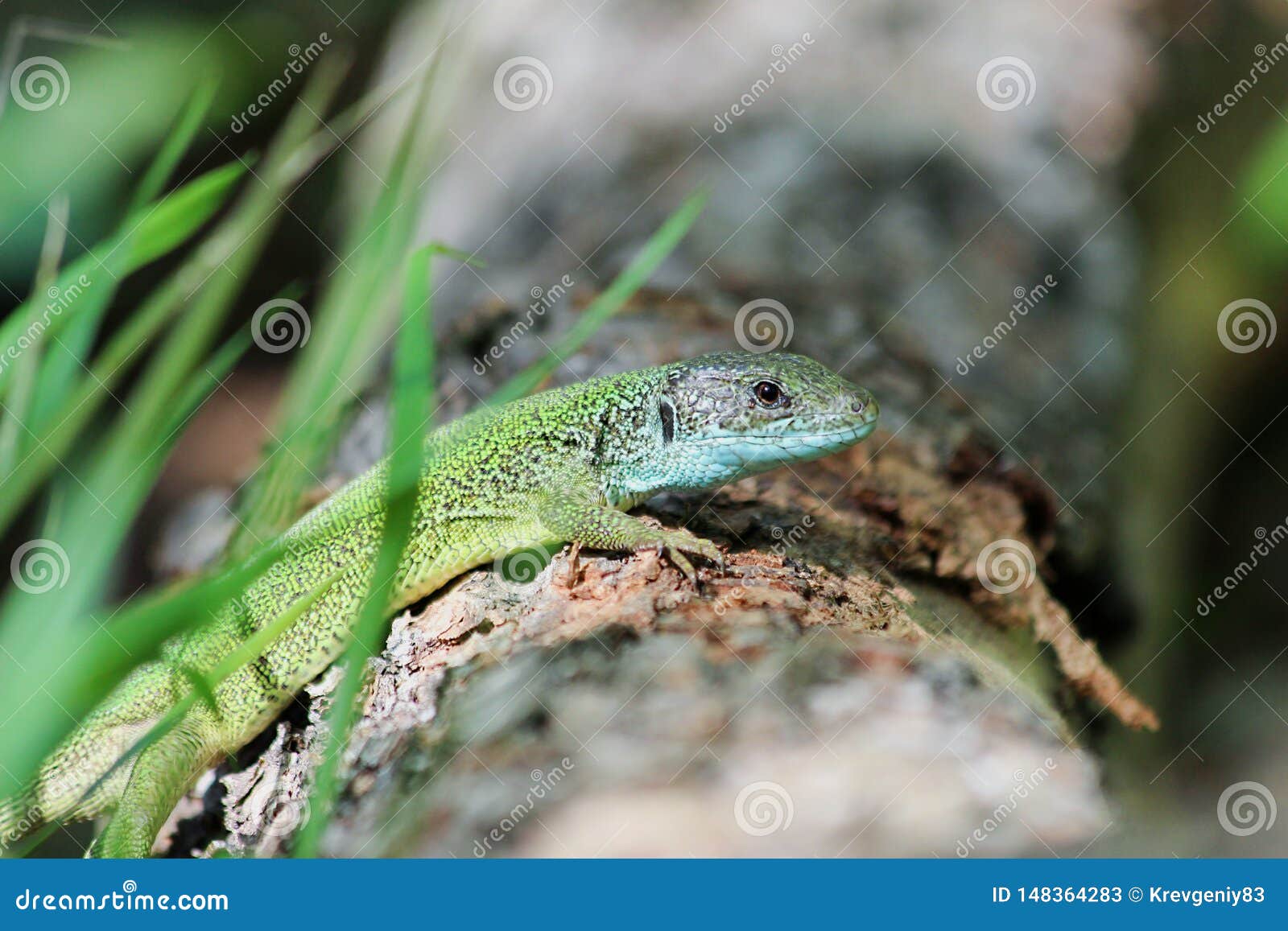 Lizard in the Spring Forest on a Log Stock Image - Image of lizard ...