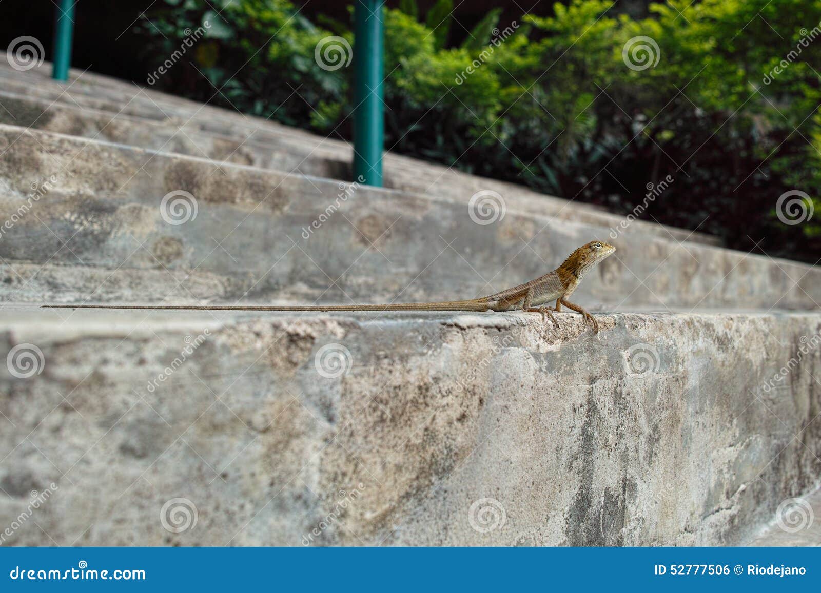 Lizard on stairs stock photo. Image of asian, colored - 52777506