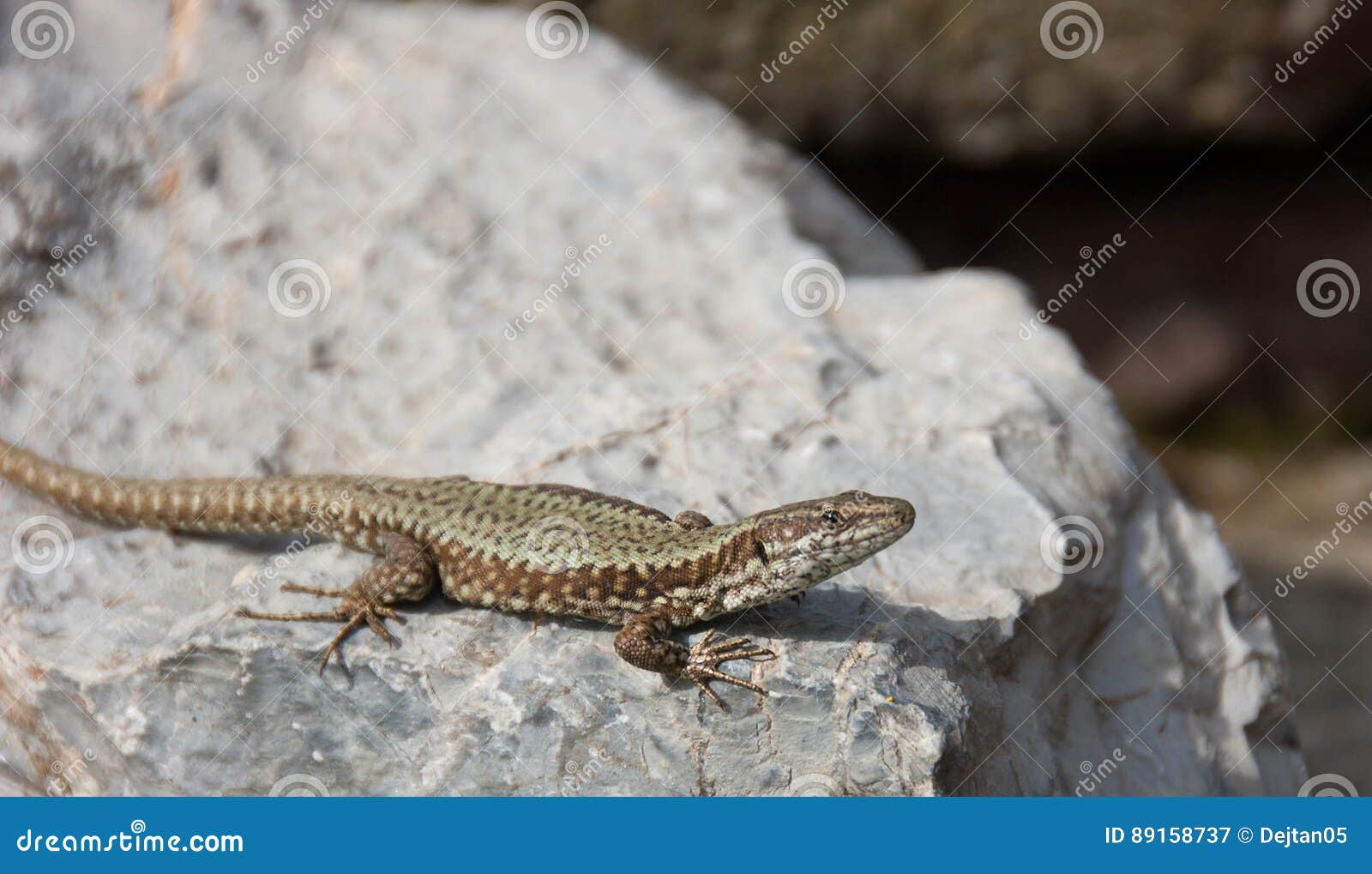 Lizard Standing on the Rock Stock Image - Image of agilis, looking ...