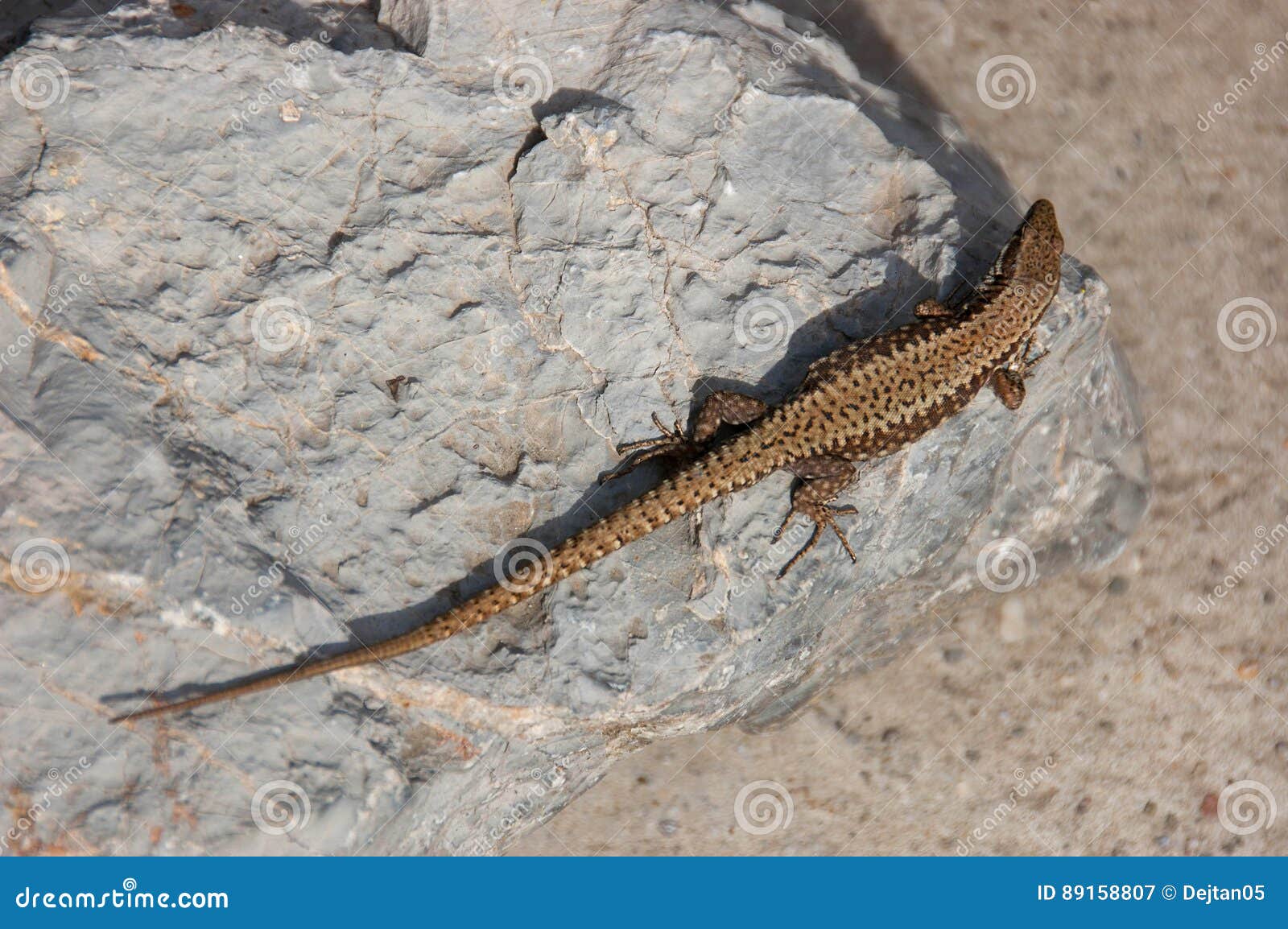 Lizard Standing on the Rock Stock Image - Image of beautiful, cute ...