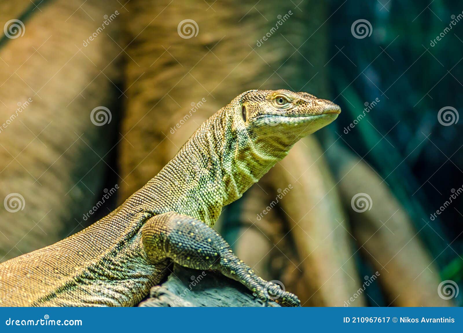 A Lizard Standing Still and Posing in a Rainforest. Reptile Profile ...