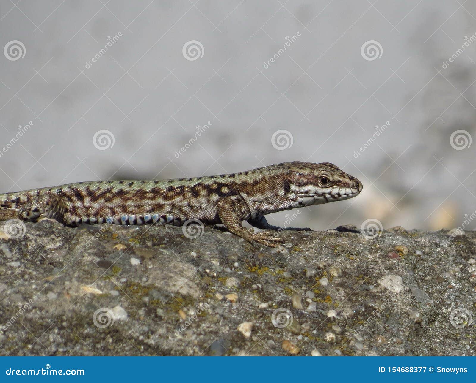 Lizard Standing on the Stone Stock Image - Image of skin, mouth: 154688377