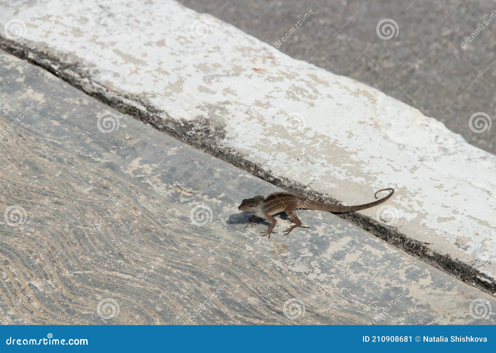 Lizard Stands On A Rock, Blue Background Royalty-Free Stock Image ...