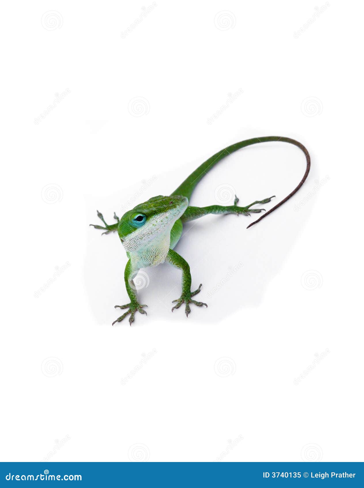 Lizard staring stock image. Image of lizard, tail, stare - 3740135