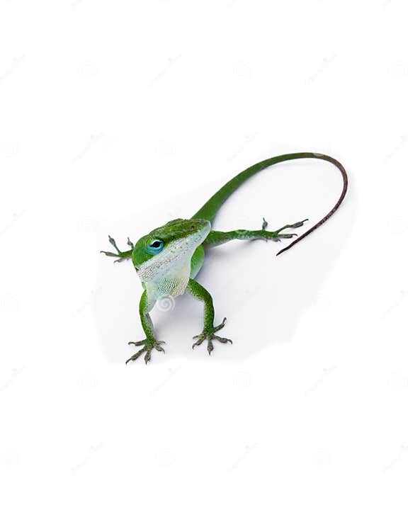 Lizard staring stock image. Image of lizard, tail, stare - 3740135