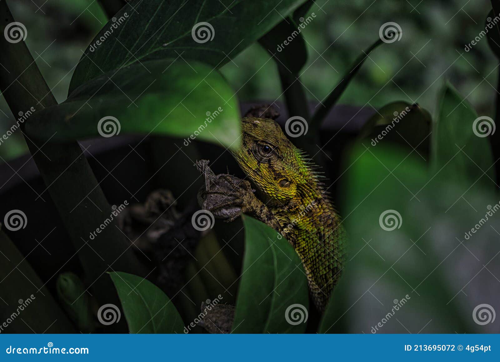 Lizard Staring from Behind Green Leaves Stock Photo - Image of nature ...