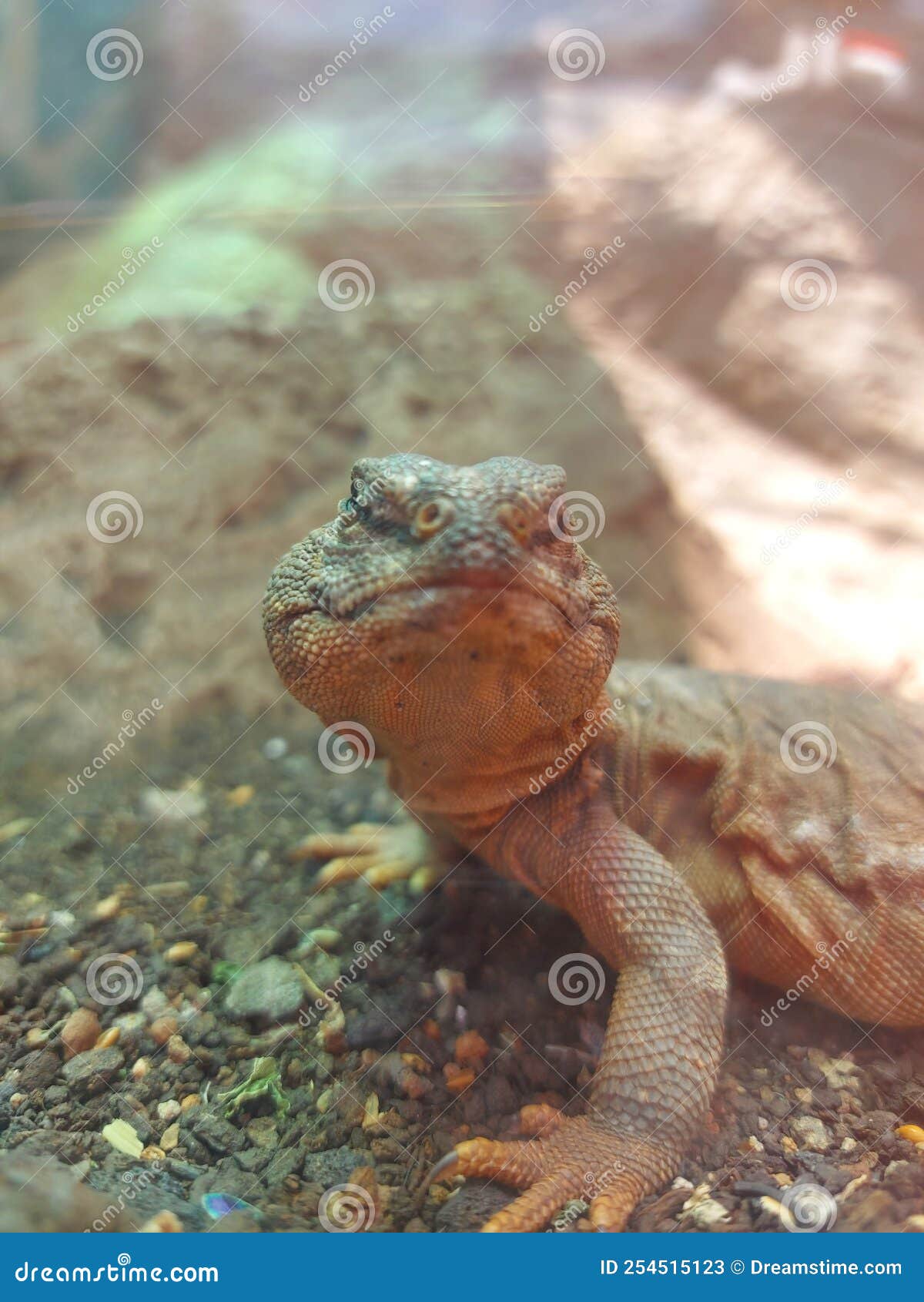 Lizard staring at camera stock image. Image of lizard - 254515123