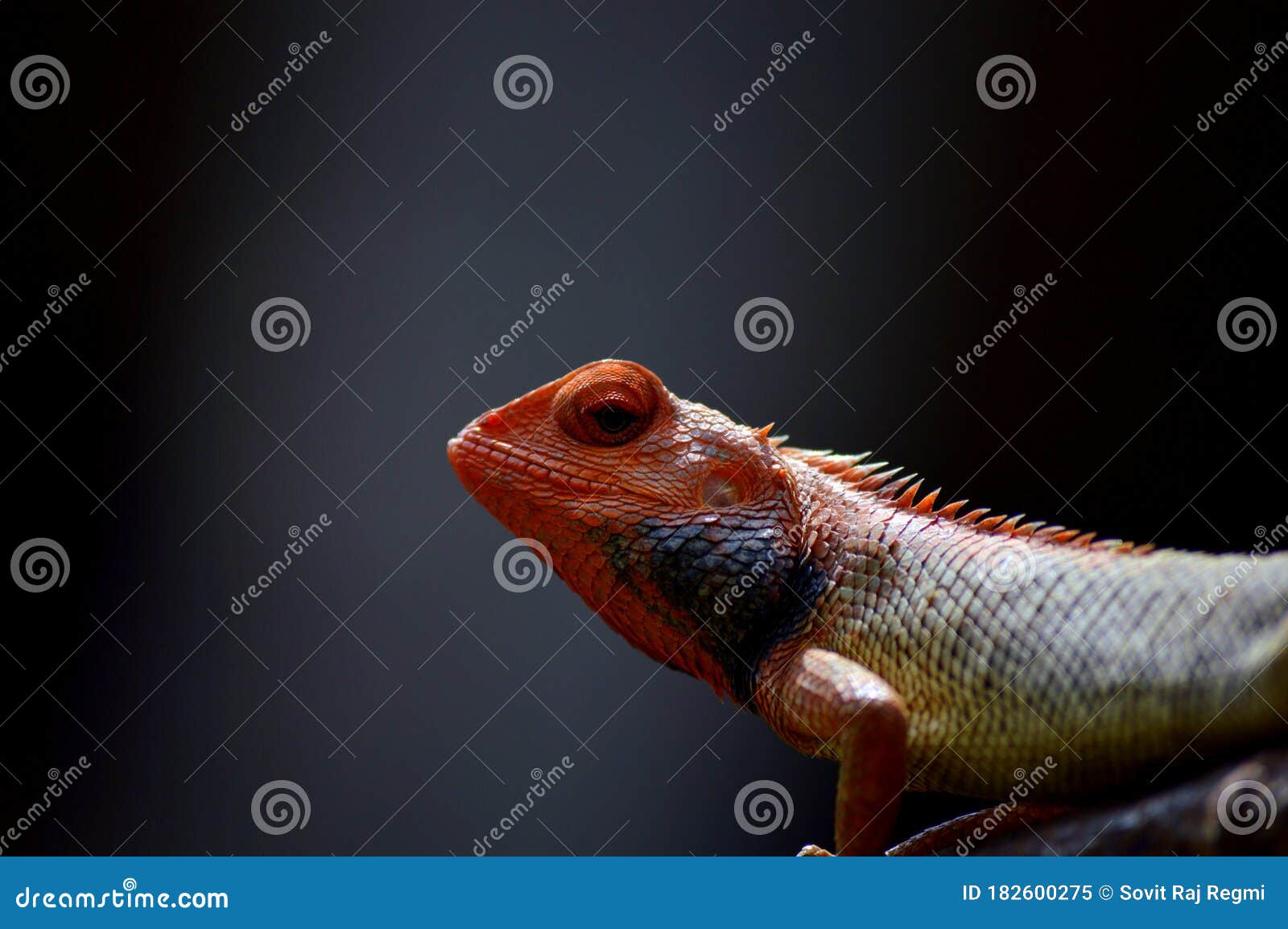 A Lizard Staring Cautiously Stock Image - Image of bearded, wildlife ...