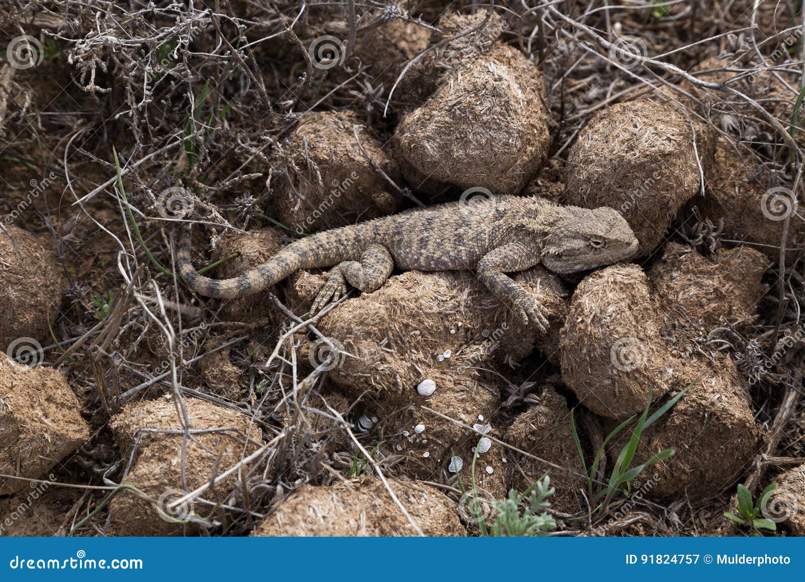 Lizard Steppe Agama on Camel Excrement Stock Image - Image of natural ...