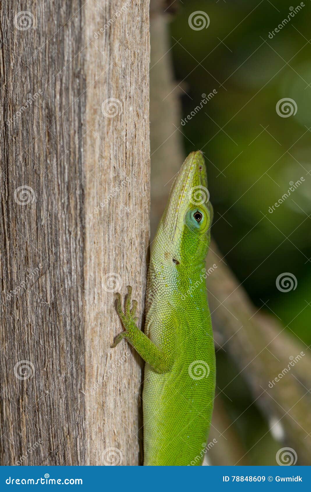 Lizard on a stick stock image. Image of carolina, lizard - 78848609