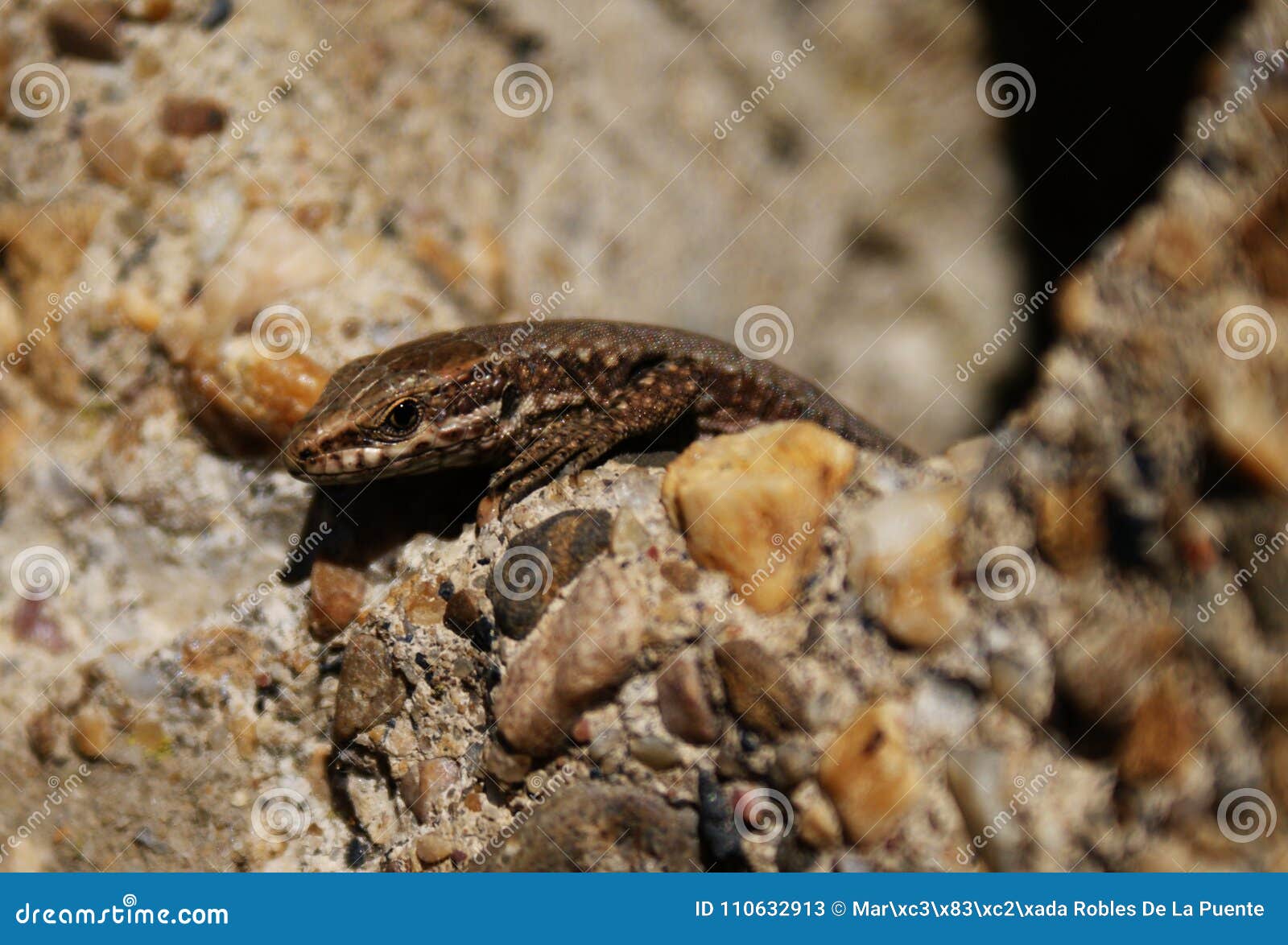 Lizard Sticking Its Head in the Sun Stock Image - Image of reptiles ...