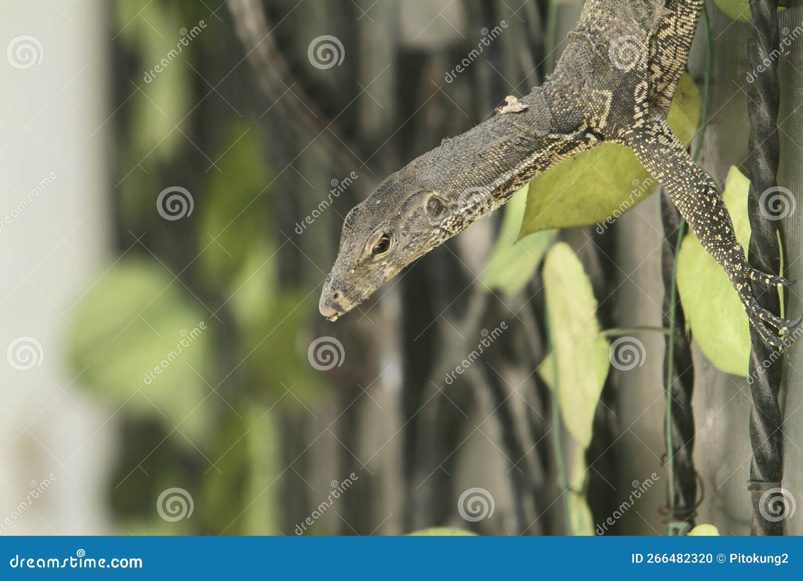 A Lizard Sticking Out Its Head Stock Photo - Image of lizard, reptile ...