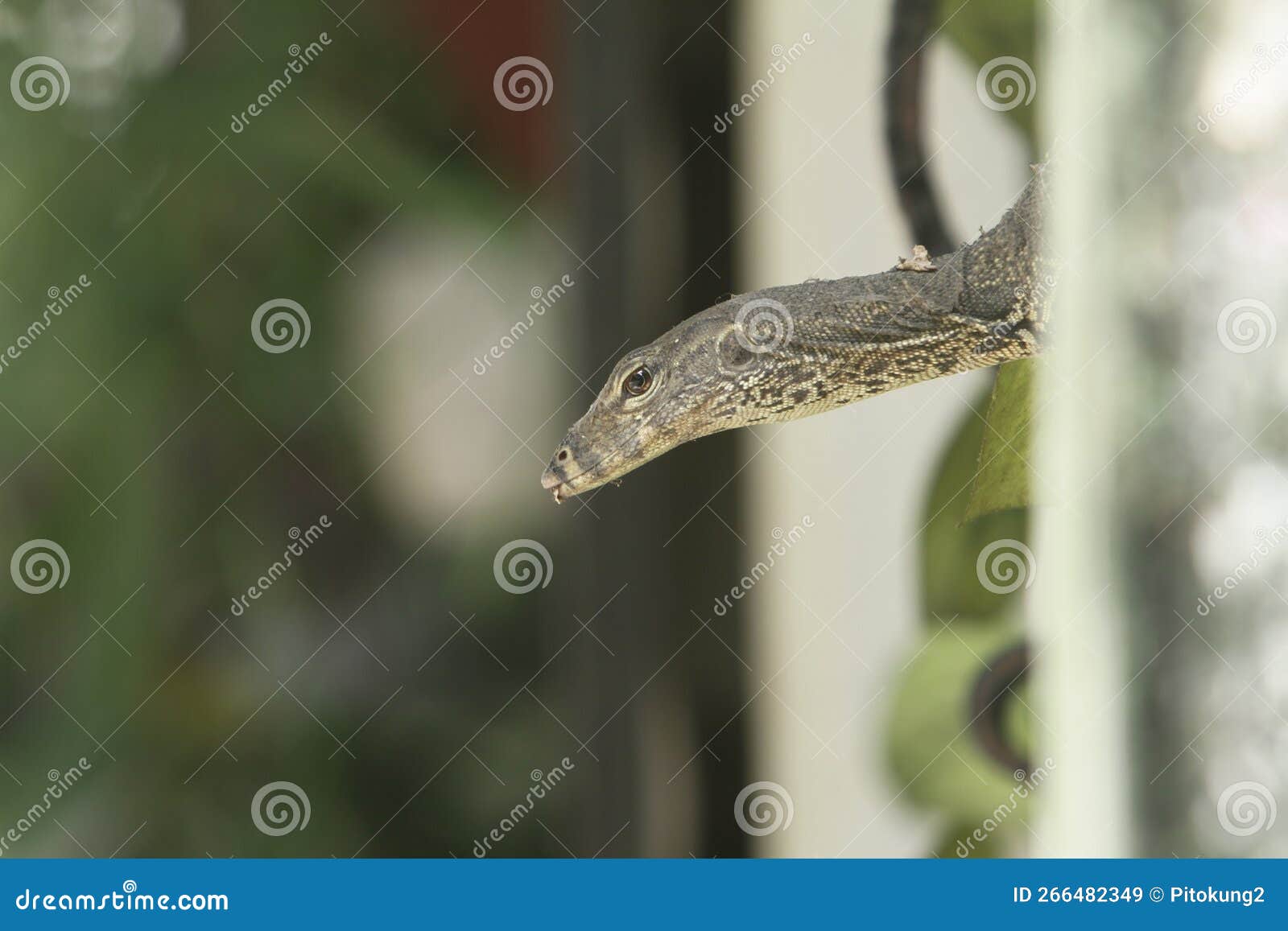 A Lizard Sticking Out Its Head Stock Image - Image of reptile, wildlife ...