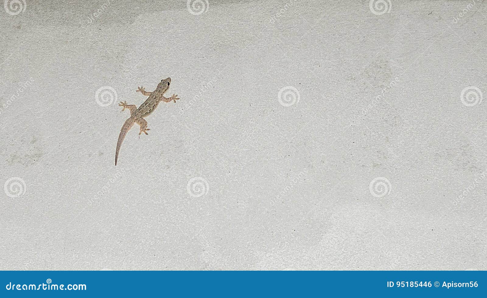 Lizard Sticks on the Wall.Isolated on Concrete Background with Clipping ...