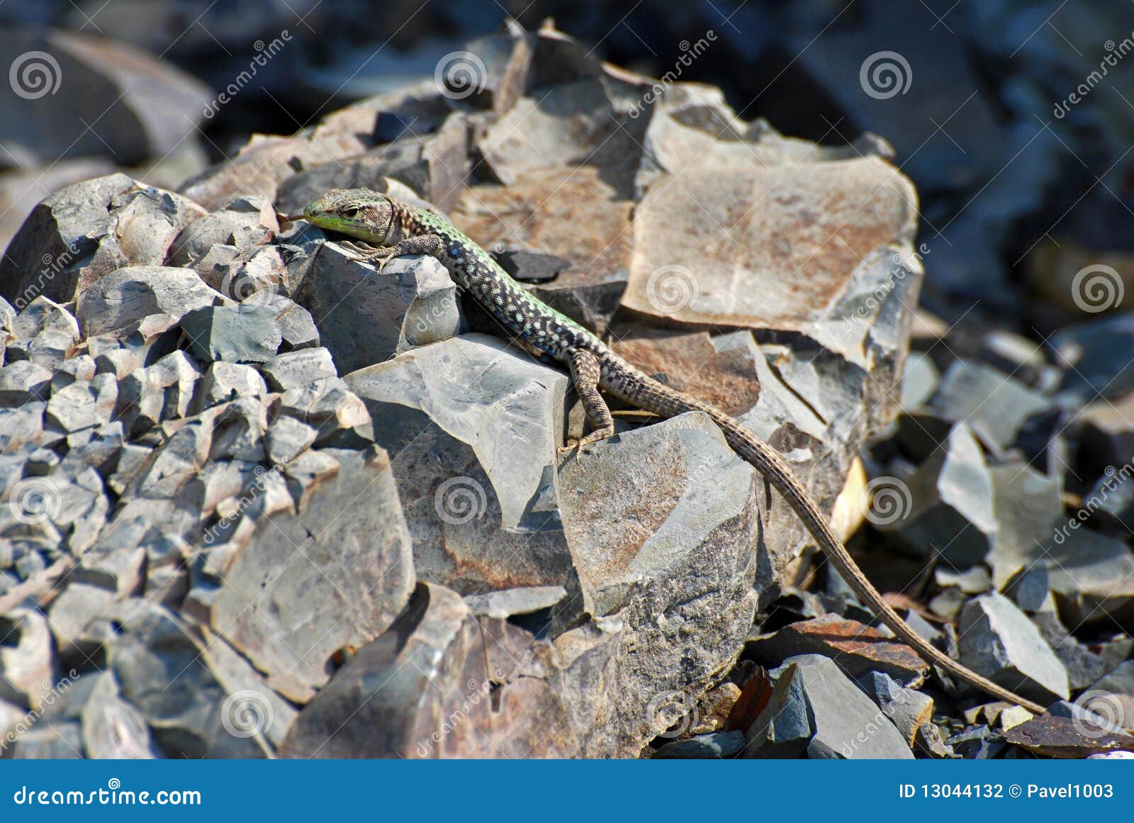 Lizard on stone stock photo. Image of wildlife, caucasus - 13044132