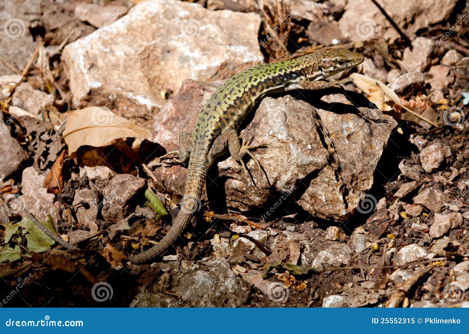Lizard on stone stock image. Image of little, outdoor - 25552315
