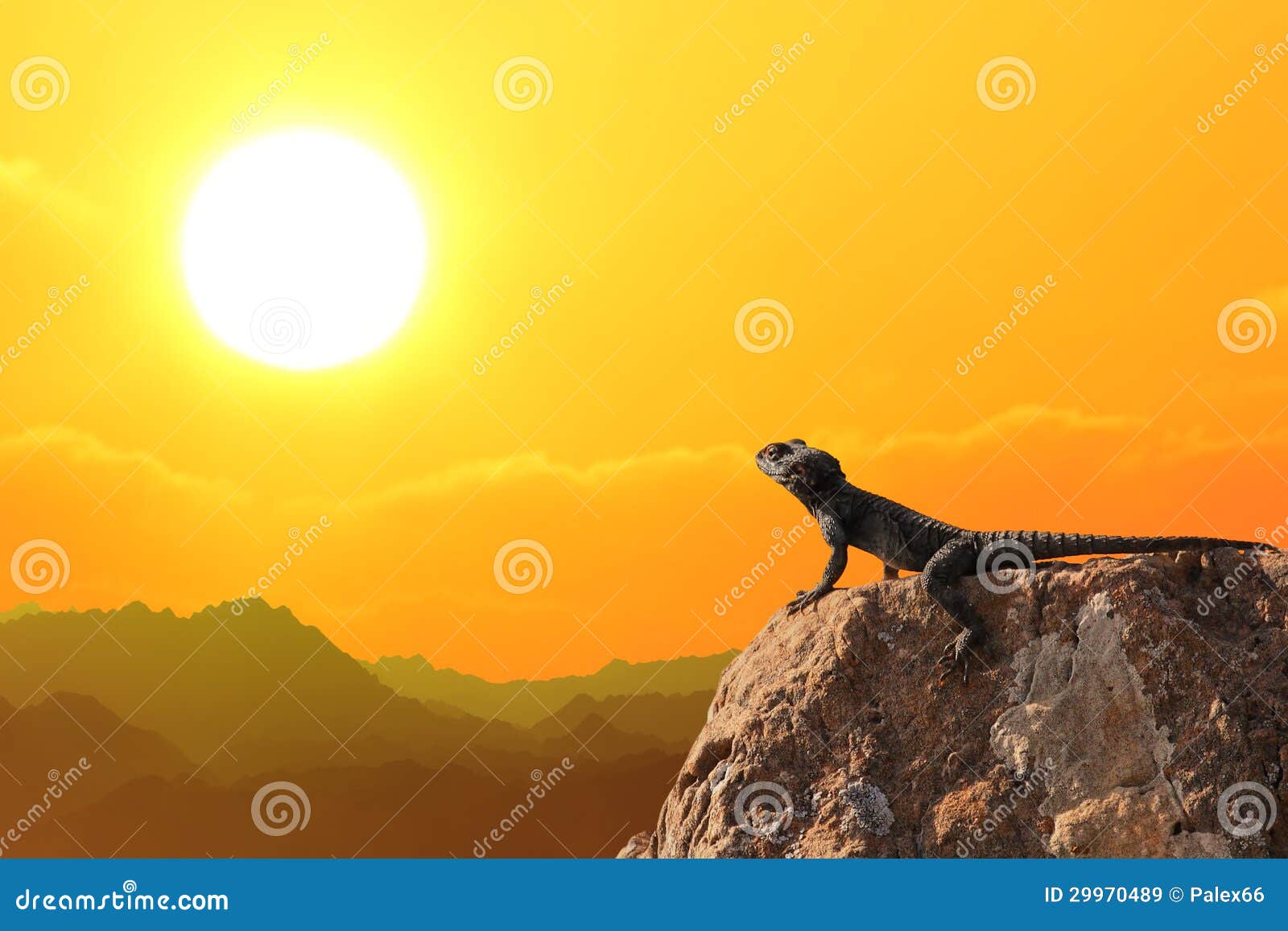 Orange sunset stock image. Image of pose, claw, background - 29970489