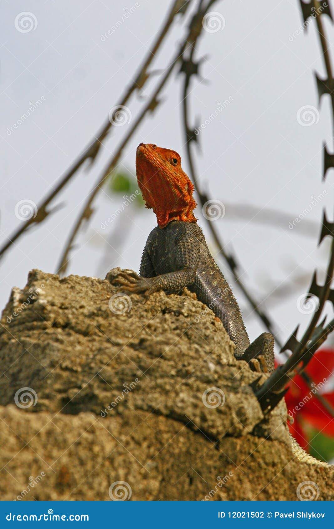 Lizard on a stone border stock photo. Image of roaring - 12021502