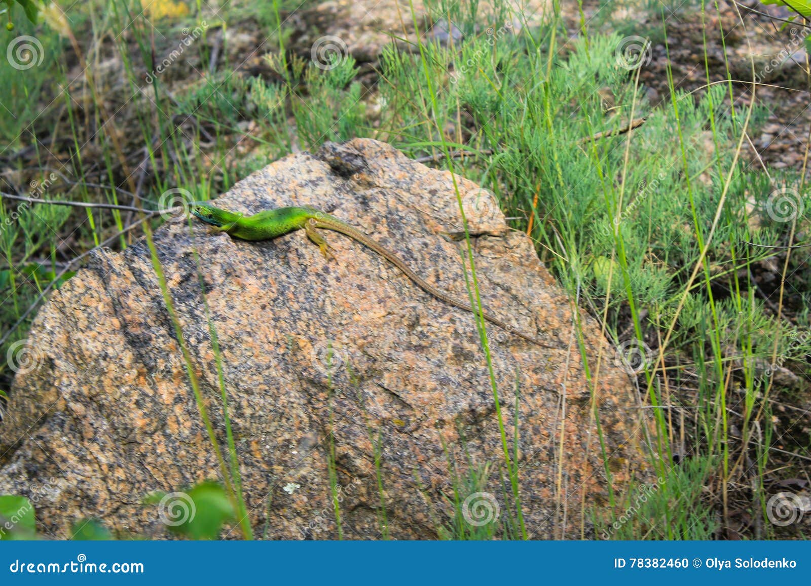 Lizard on the stone stock photo. Image of scaly, amphibian - 78382460