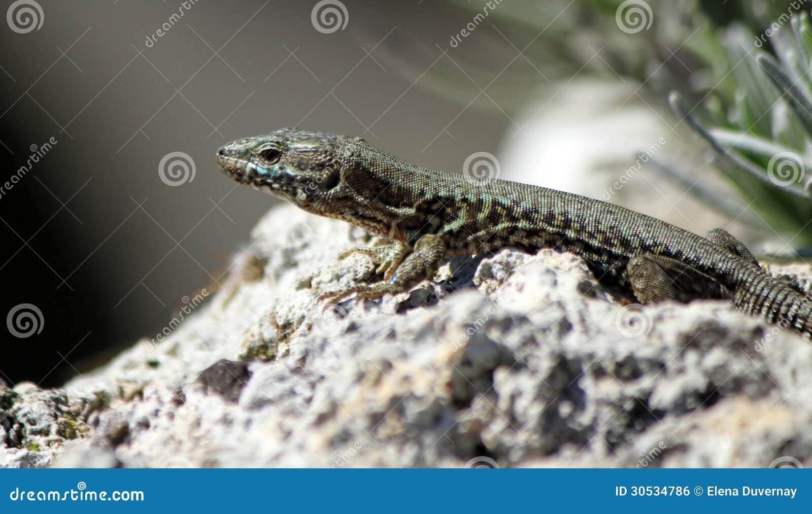 Lizard on a stone stock photo. Image of europe, reptilian - 30534786