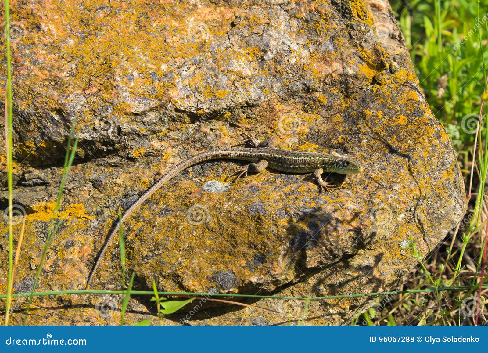 Lizard on the stone stock photo. Image of green, exotic - 96067288