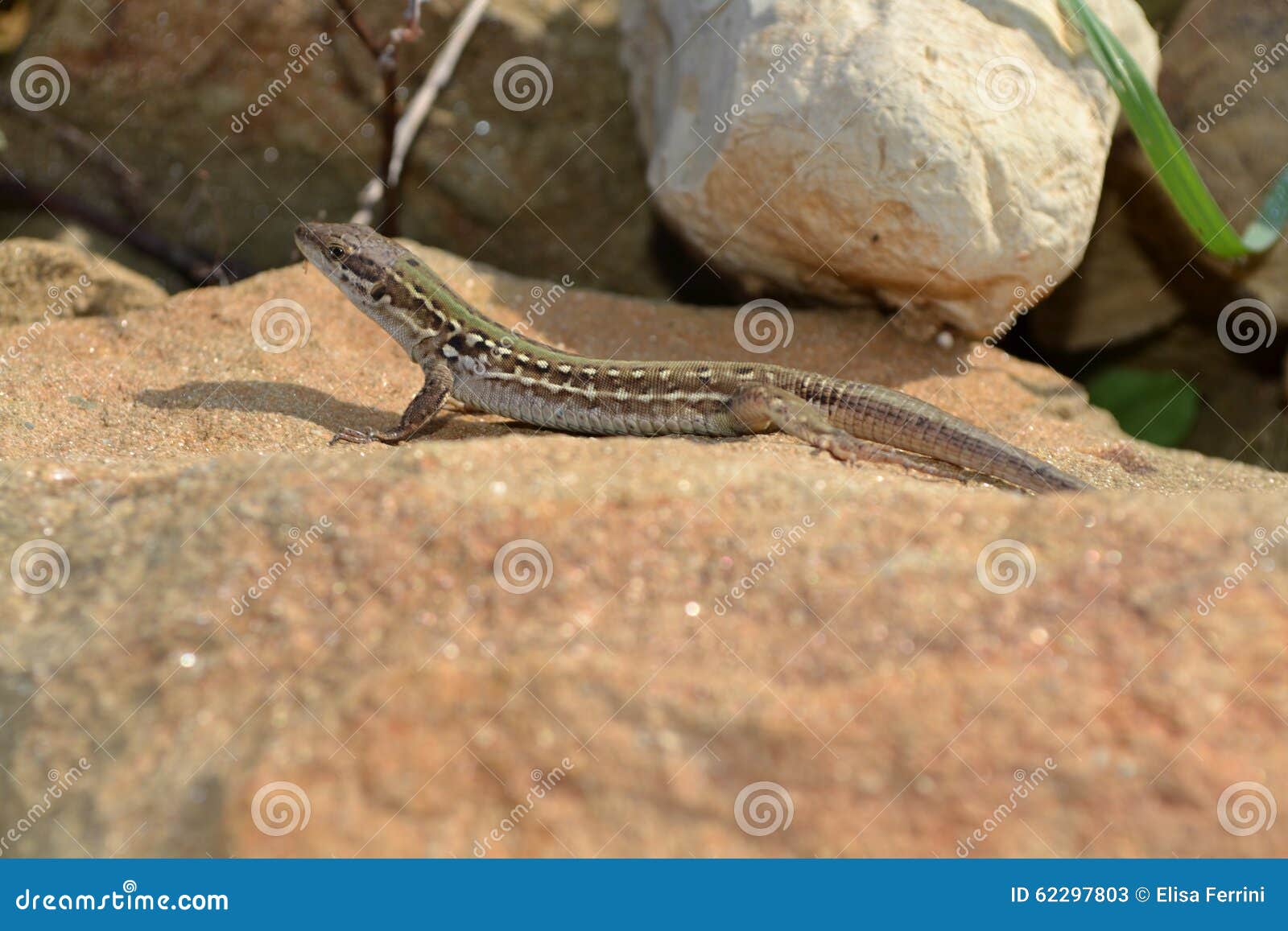 Lizard on the stone stock image. Image of stone, exotic - 62297803