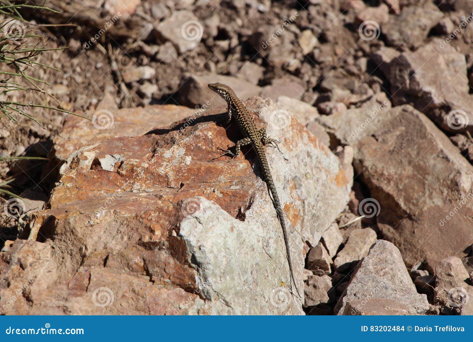 Lizard on a stone. stock photo. Image of earth, lizard - 83202484